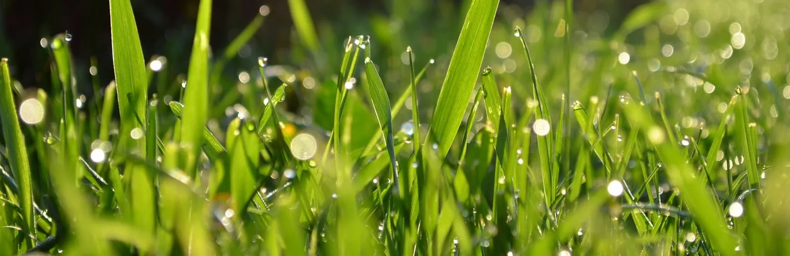 Lime Soil Treatment Guide | ALM