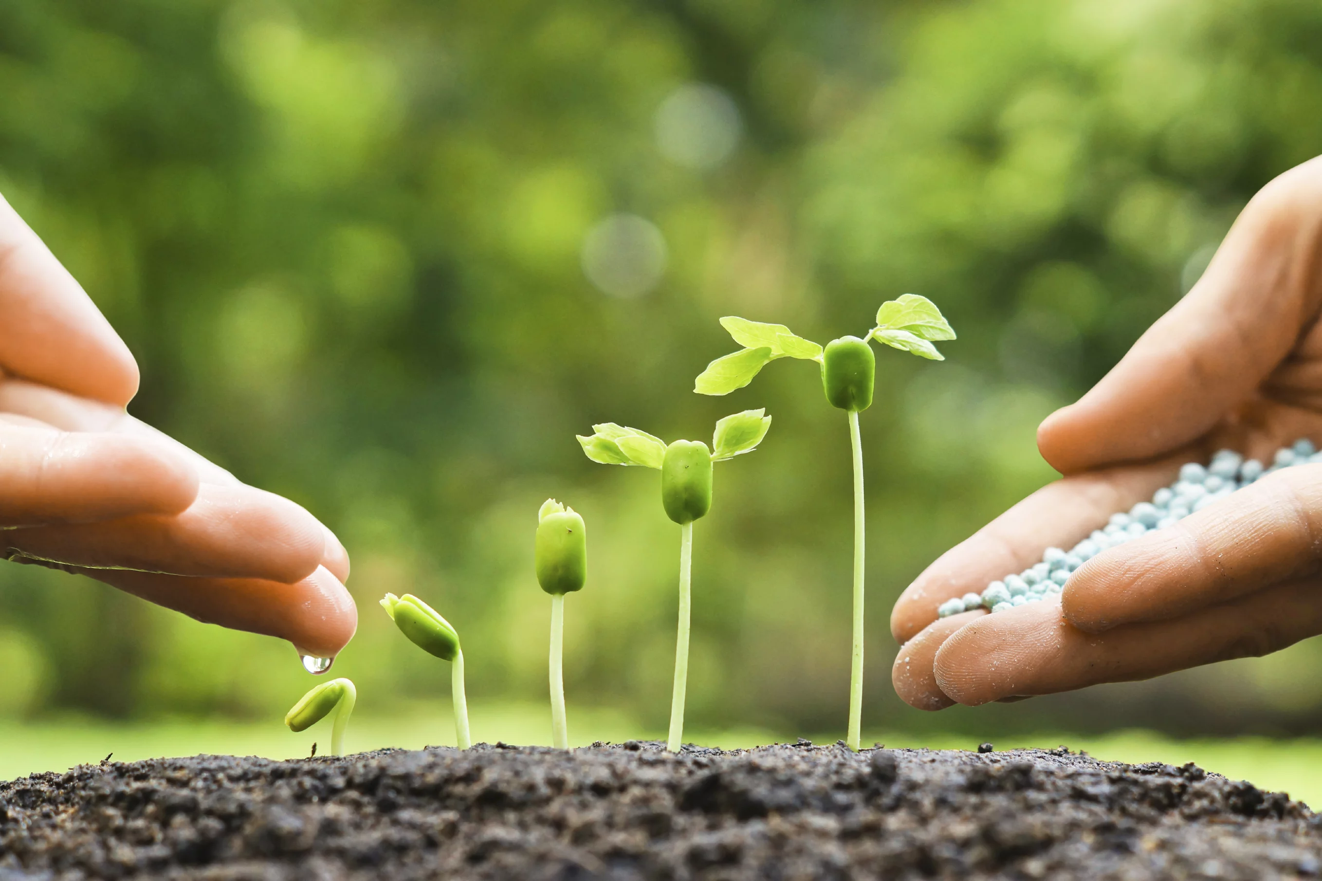 The Differences Between Overseeding and Slit Seeding | ALM