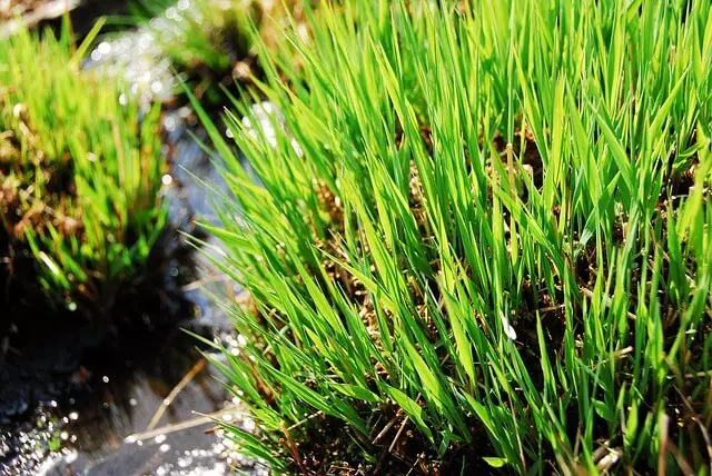 How to Get Rid of Sedge Grass: The Definitive Guide | Agronomic Lawn ...