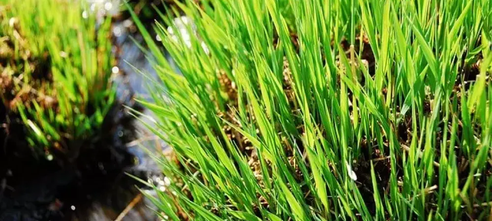 Best Time To Water Your Lawn | Agronomic Lawn Management